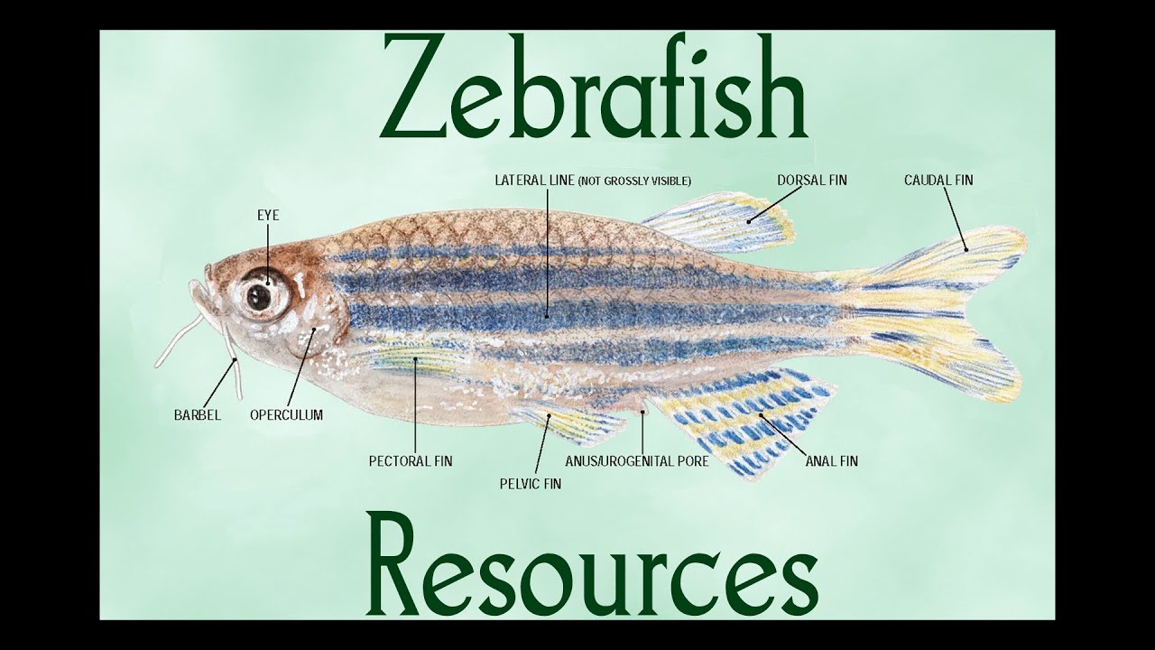 AALAS Zebrafish Resources - YouTube