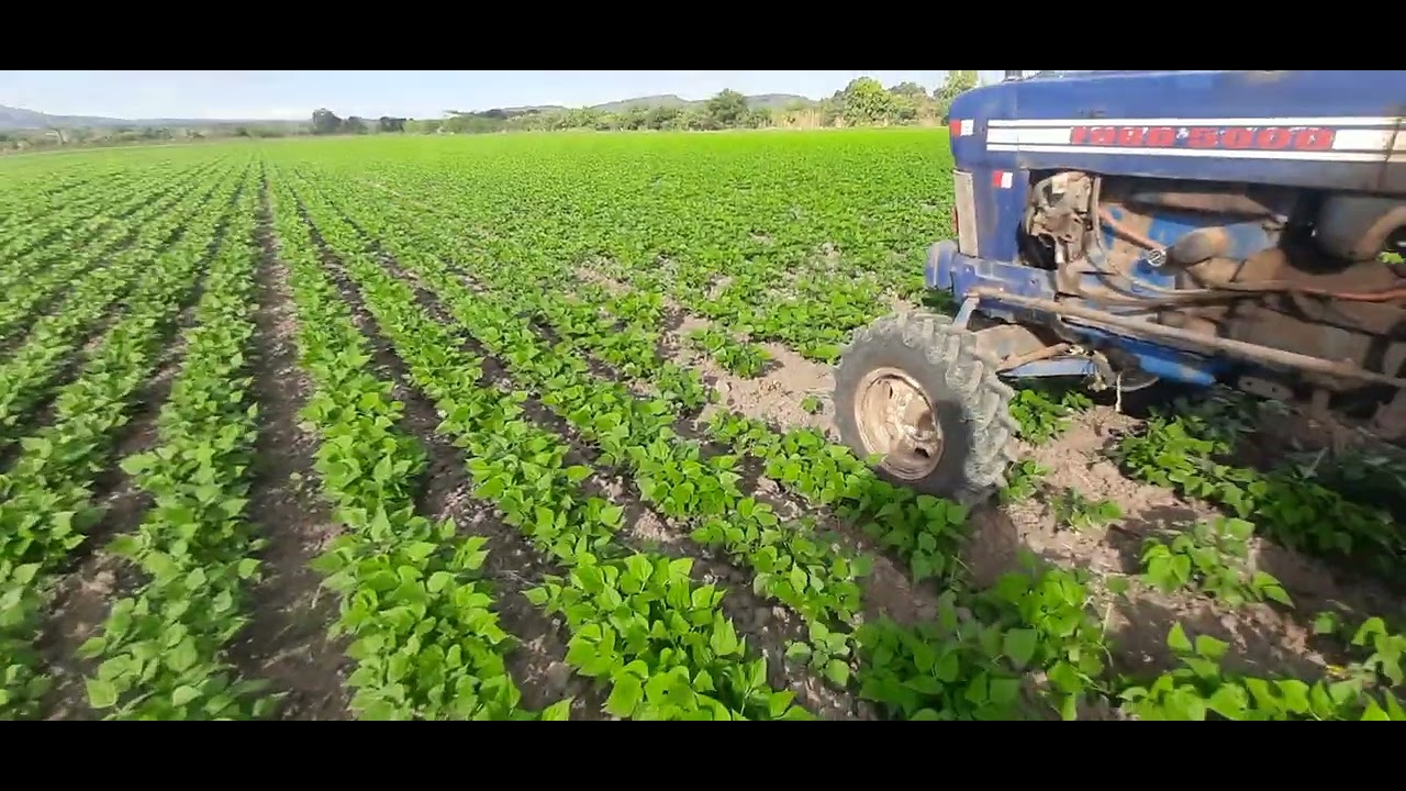 tractor Ford 5000 cultivando cultivo de frijol rojo cosecha 2023 - YouTube