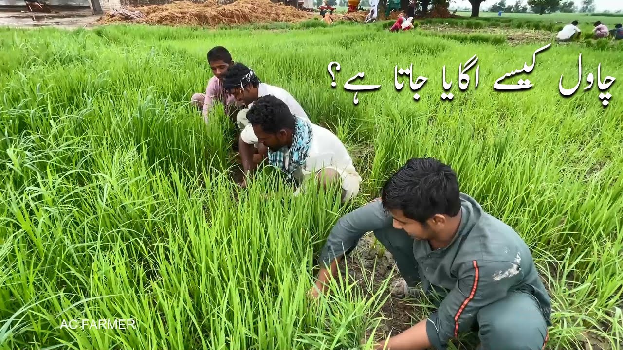 Rice Farming in Pakistan | Rice Growing in Punjab | Village life - YouTube