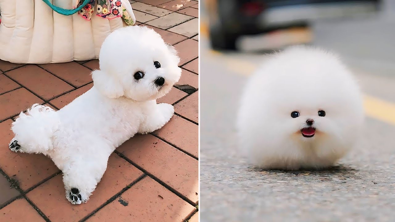 Cute Pomeranian Puppies 🐻 | Cutest Puppies In the World 🥰 | Animalzon ...