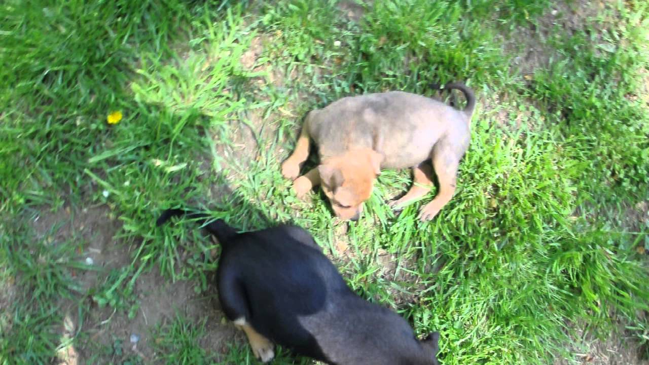 Rescue pups - small breed mutt puppies playing - YouTube