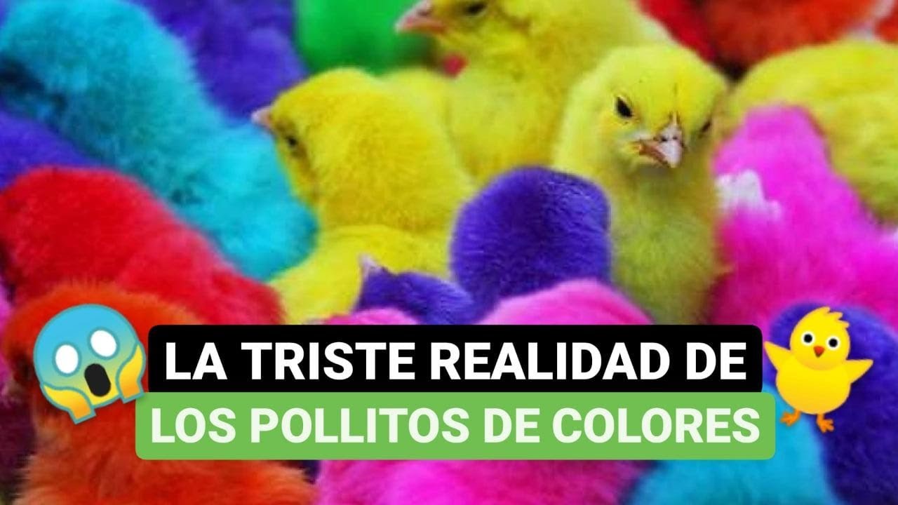 🔥 La triste realidad de los pollitos de colores 🐥 - YouTube