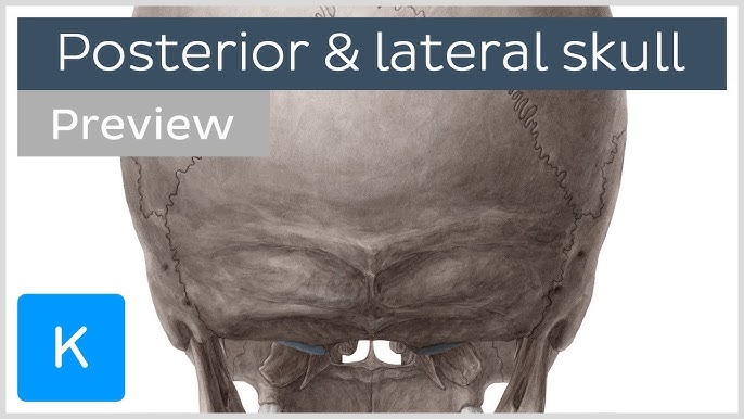 Skull Anatomy Anterior And Lateral Views Of The Skull Kenhub