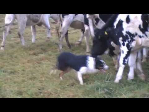 Border Collie KODY herding Cattle (short version) - YouTube