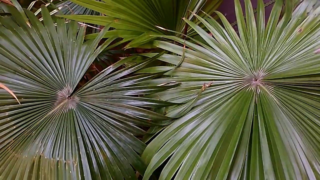 Best Natural vedios and home tree - YouTube