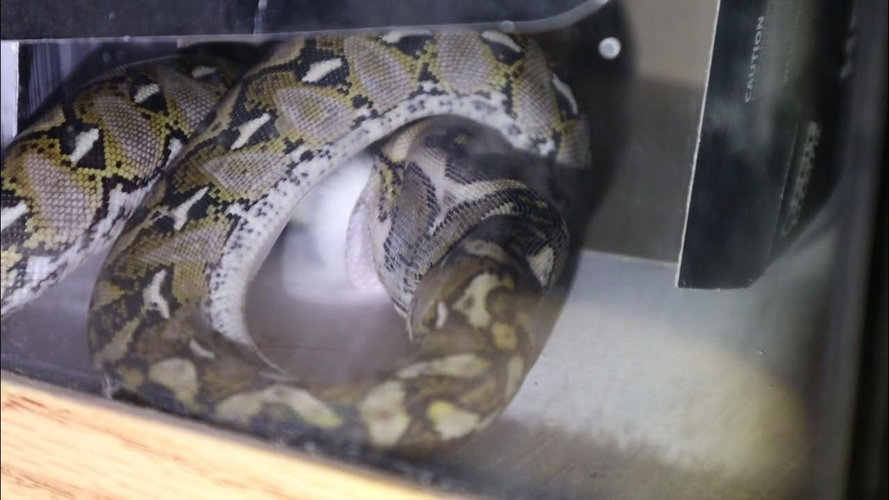 First Feeding For The Sulawesi Reticulated Python (Not For The ...