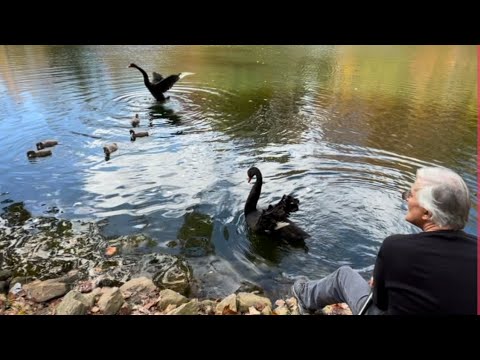 2 weeks old cygnets got leg band and pink dot, Oct 30, 2023  两周大的小天鹅男女有别了