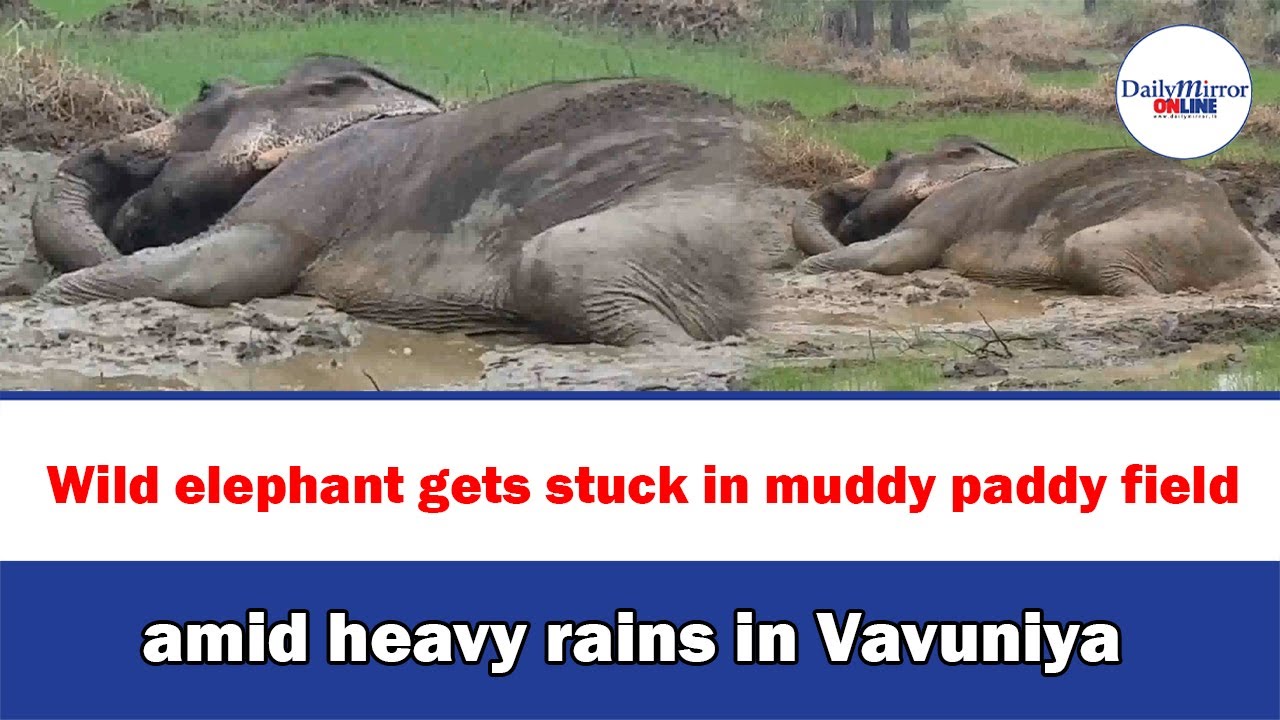 Wild elephant gets stuck in muddy paddy field amid heavy rains in ...