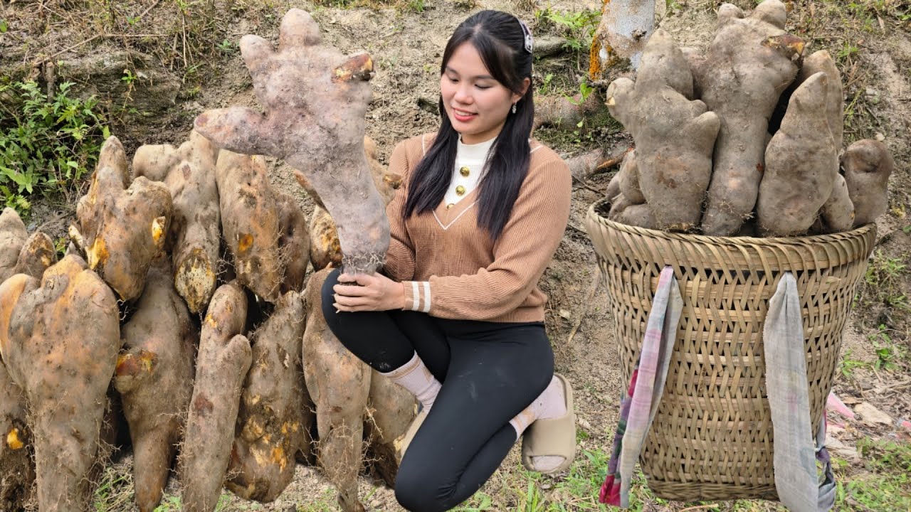 Single girl harvests wild potatoes to bring home as food for winter ...