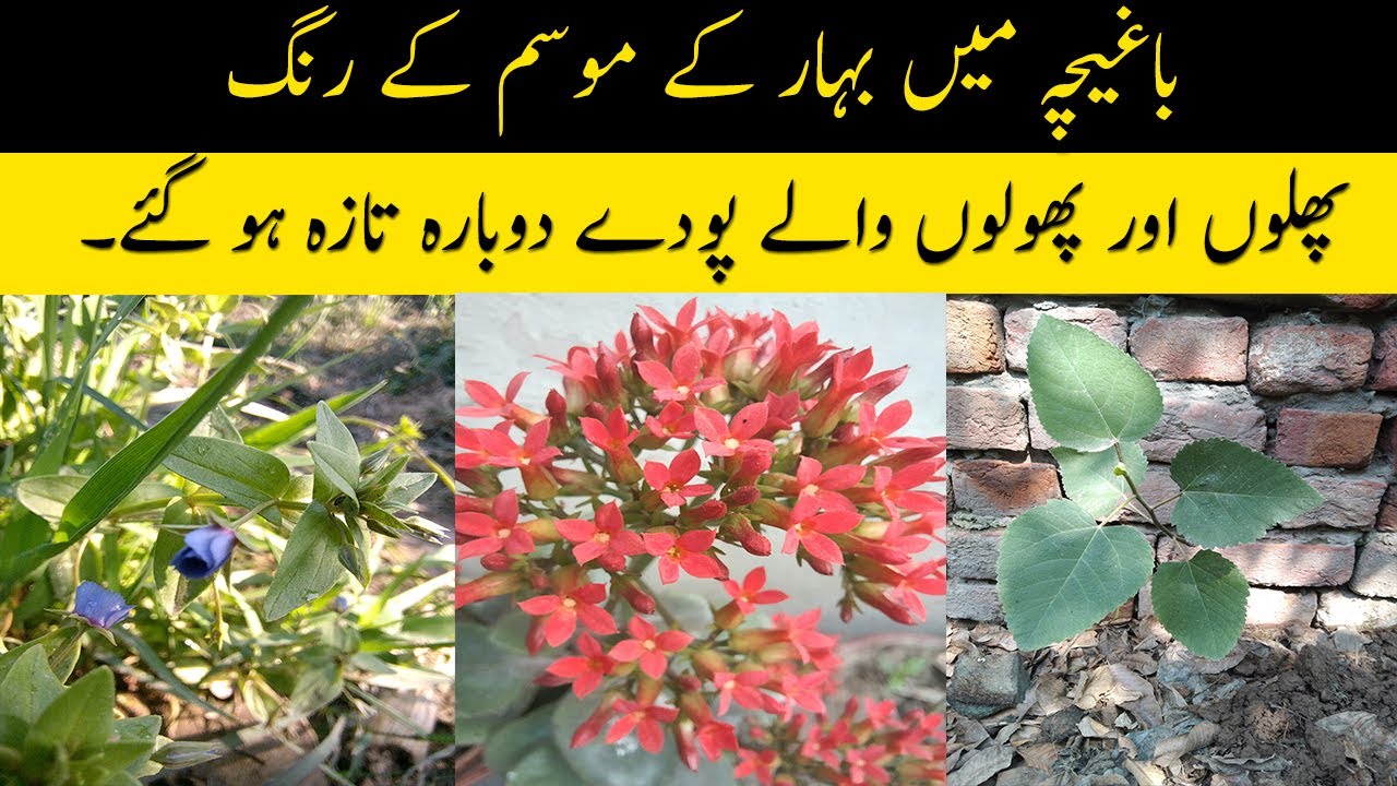 Watch What Happens When Plants Start Growing Again in the Spring ...