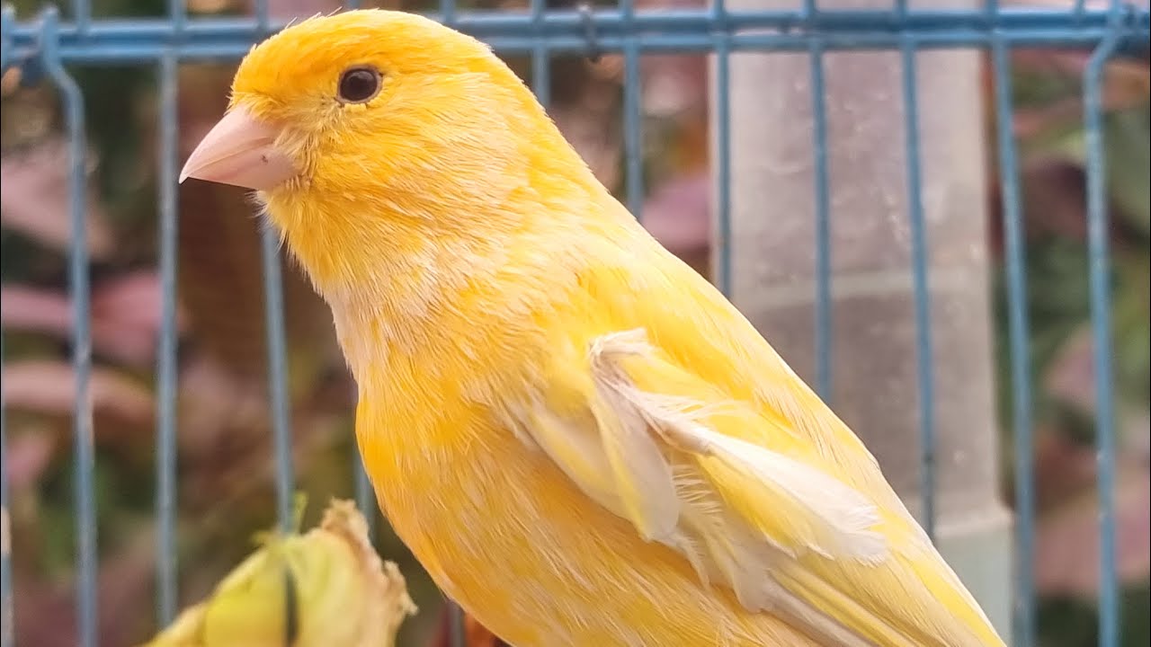 Canary Singing Song At Its Best - Canaries Birds Singing - YouTube