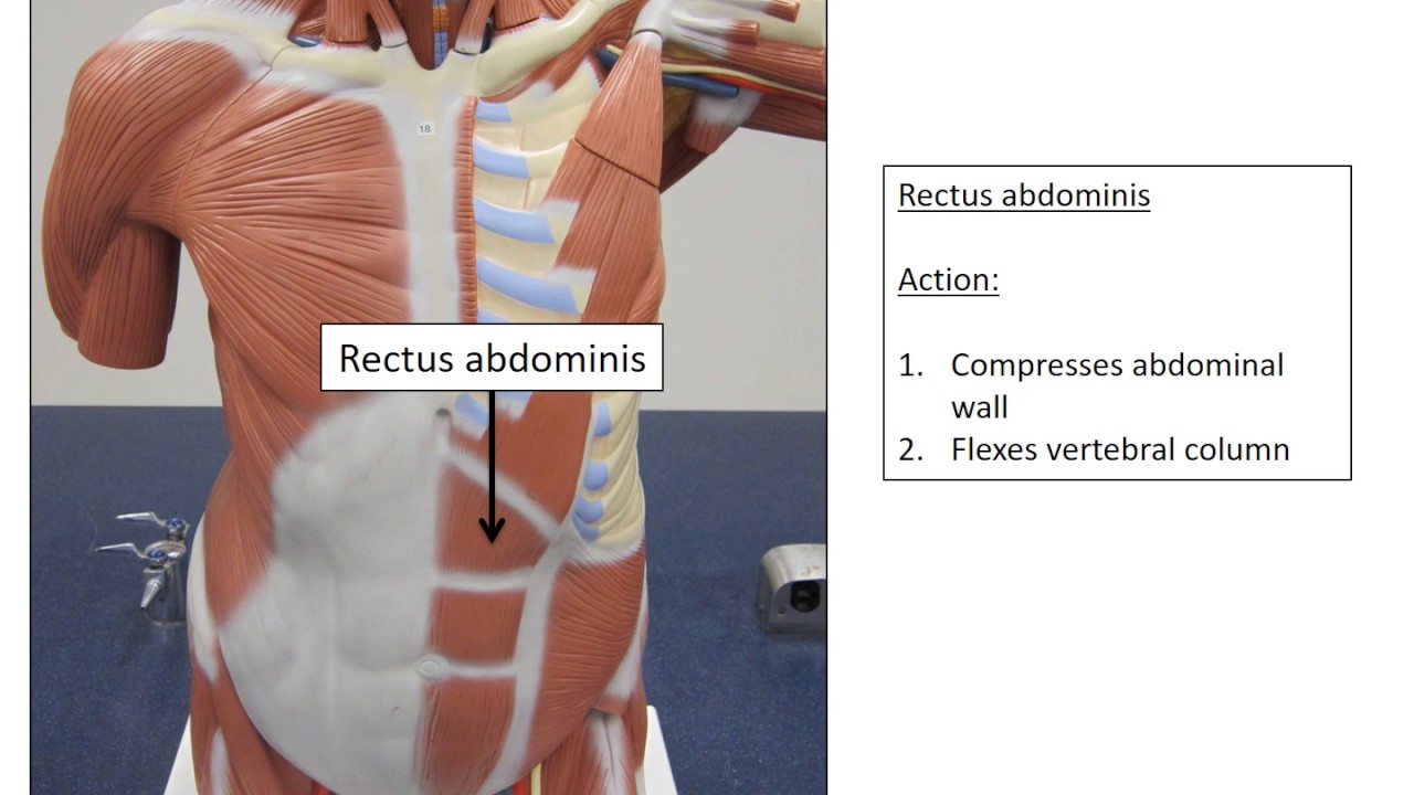 Axial Muscles Part 2 of 2 : Trunk - YouTube