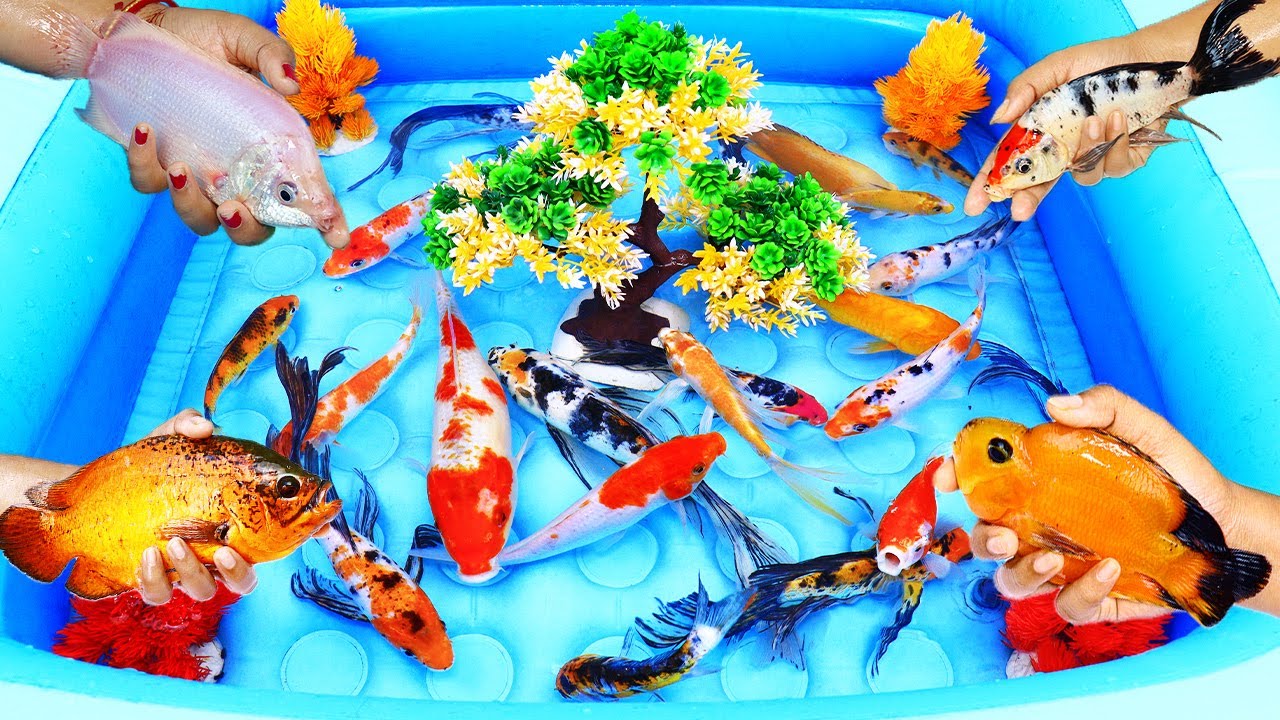 Nice amazing fishing video ornamental fish in a beautiful aquarium ...