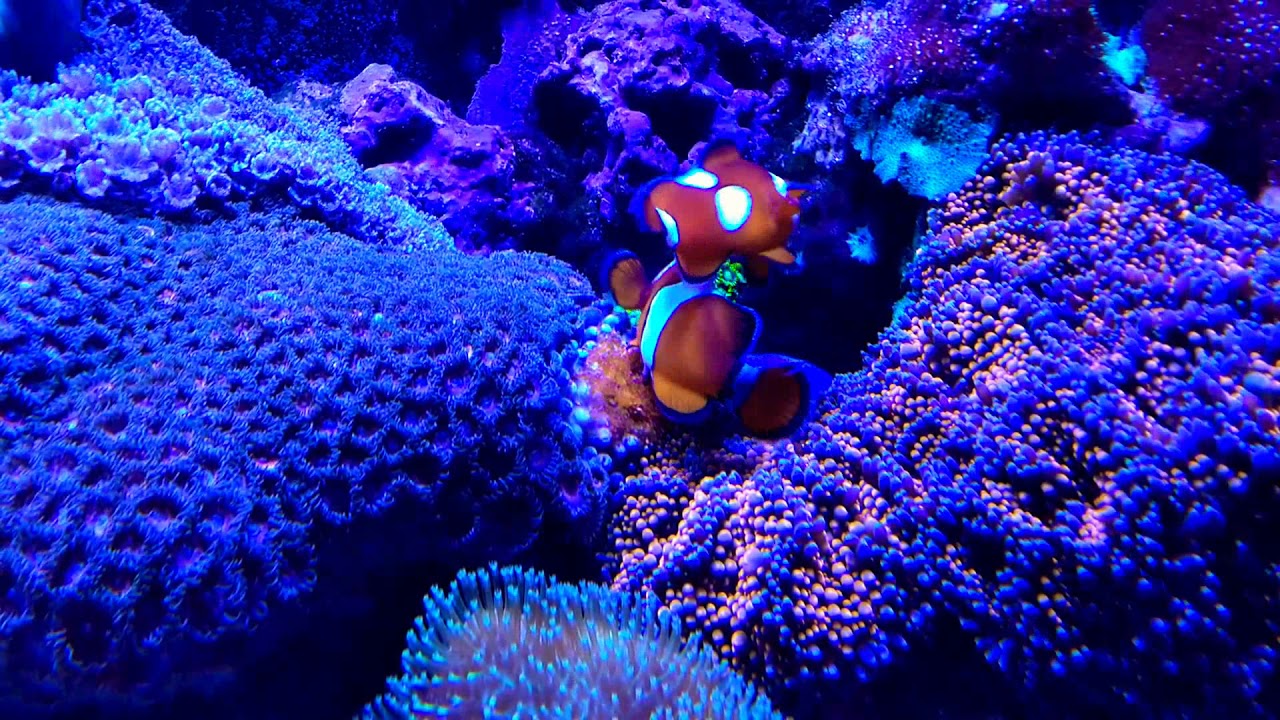 Clownfish spawning - YouTube