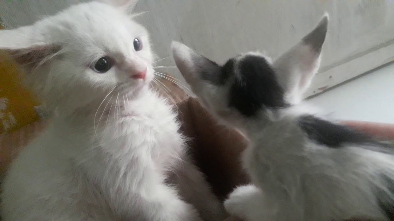 Kucing rumahan VS kucing kampung - YouTube