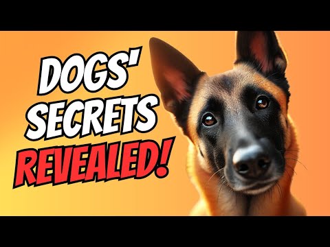 10 Secret Dog Behaviors You’ve Never Noticed (And What They Mean ...