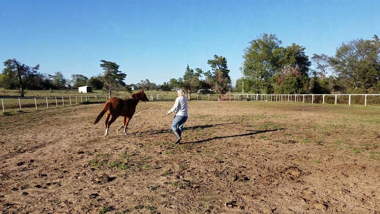 Genuine Salty Dog Mc loping right - YouTube