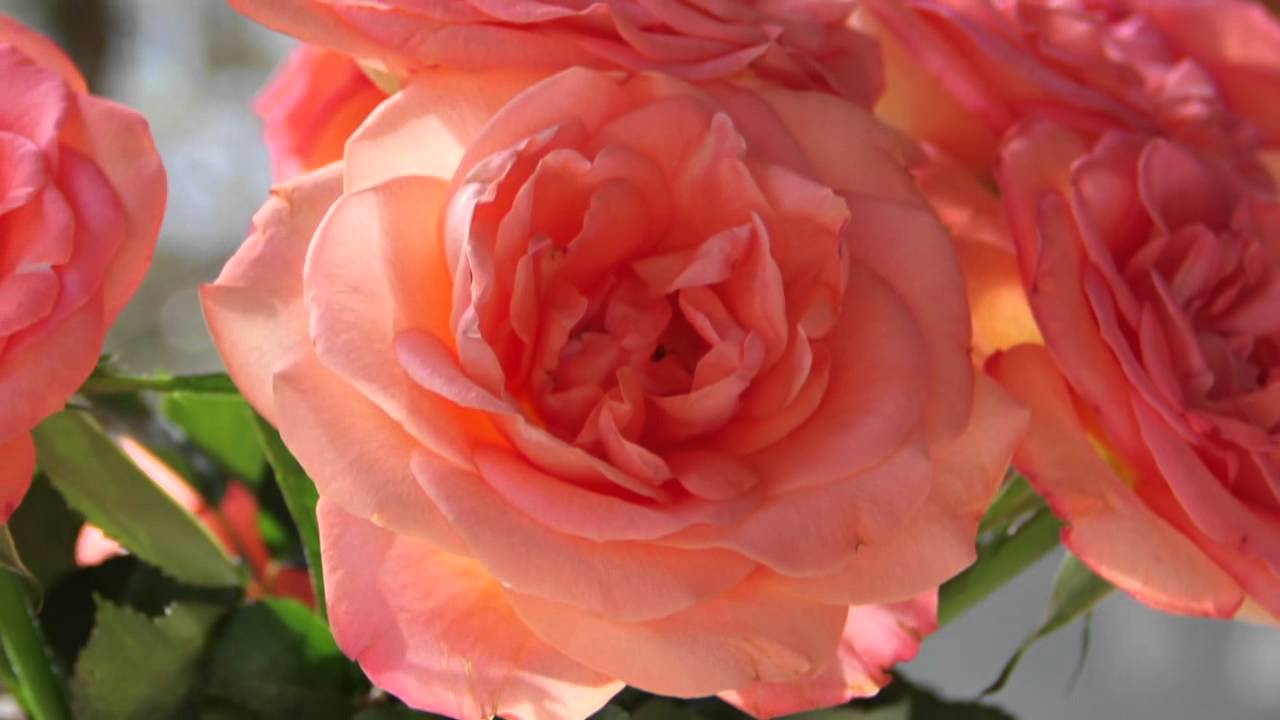 BachCello3 (BWV1009 Sarabande with roses) - YouTube