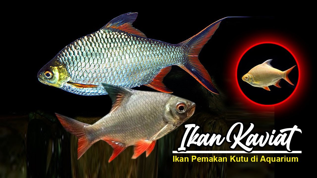 Ikan Kaviat, Pembasmi Kutu Ikan Mas Koki, Koi dan Ikan Lainnya - YouTube