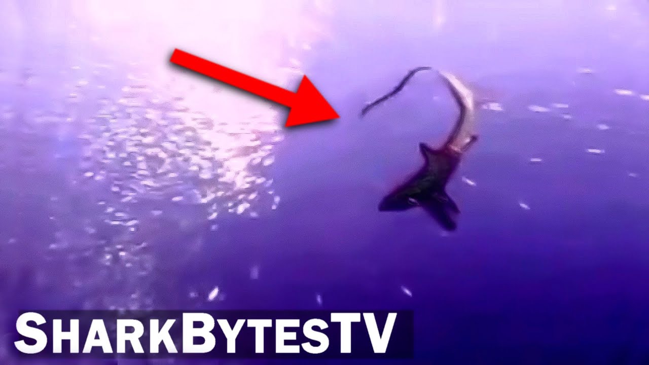 Shark Attack Caught on Camera | The Rare Thresher Attacks Using Its ...