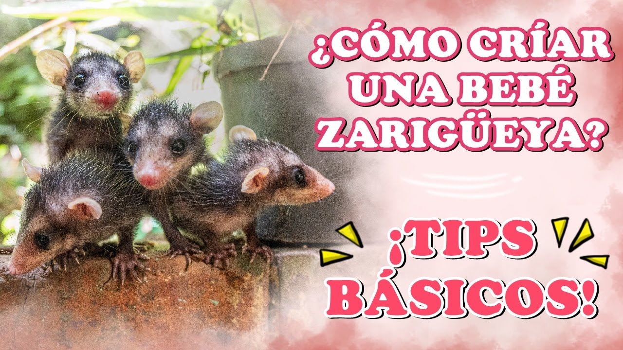 👌TIPS BÁSICOS PARA CRIAR BEBÉS ZARIGÜEYAS | ABRIL MARA - YouTube