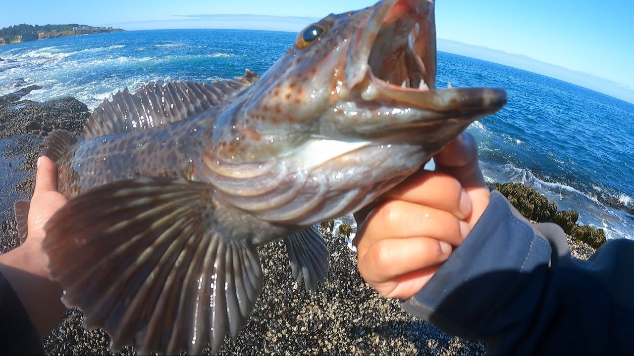 Bank Fishing for Lingcod | Learned new techniques from a local master ...