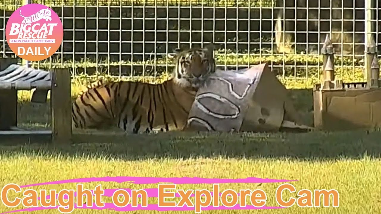 When you realize the enrichment is for you and only you. Kimba tiger at ...