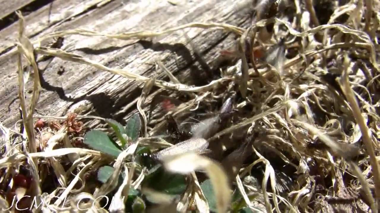 Termite Explosion! 720p HD Spring Emergence V05171 - YouTube