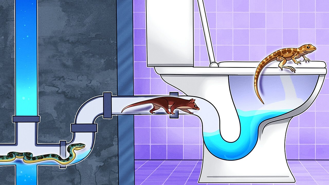 Dangers Your Toilet Might Be Hiding || Other Crazy Facts by Bright Side ...