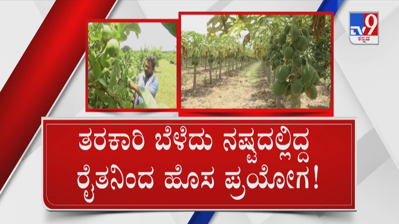 Kolar Farmer | ಗಿಡದ ತುಂಬಾ ಪಪ್ಪಾಯ ಜೋತಾಡ್ತಿವೆ ಪೇರಲ ಕೋಲಾರದಲ್ಲಿ ರೈತನಿಗೆ ...