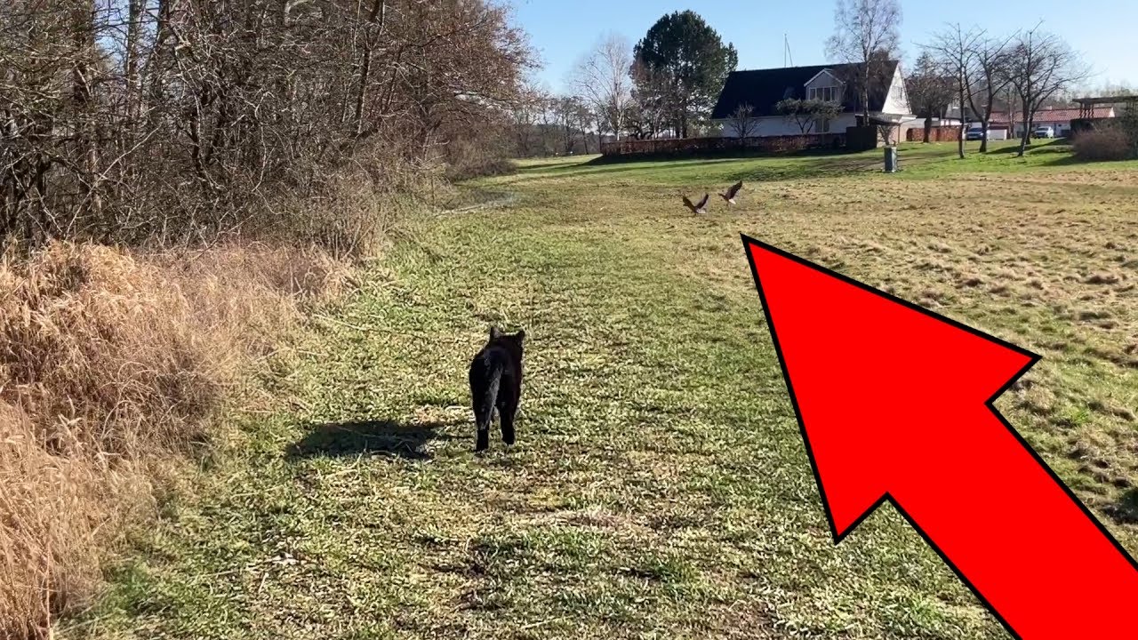 Martin meets two geese on one of his daily walks to the lake - YouTube