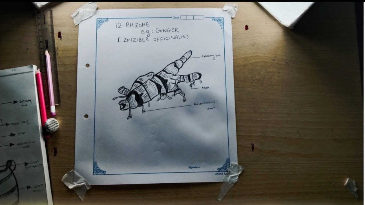 #intermediate #167 Botany practicals How to draw Rhizome (ginger) - YouTube