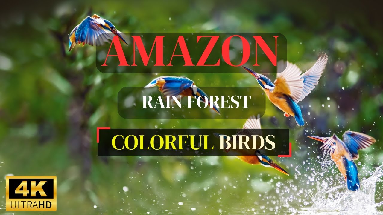 The World Of colorful birds in amazon in 4K ULTRA HD Relaxing birds ...