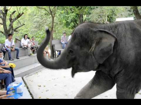Elephant playing a harmonica - YouTube