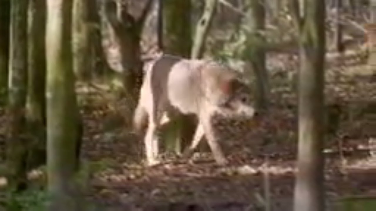 Wolf Stock Footage | Wolf Drone Video | Free HD Video - YouTube