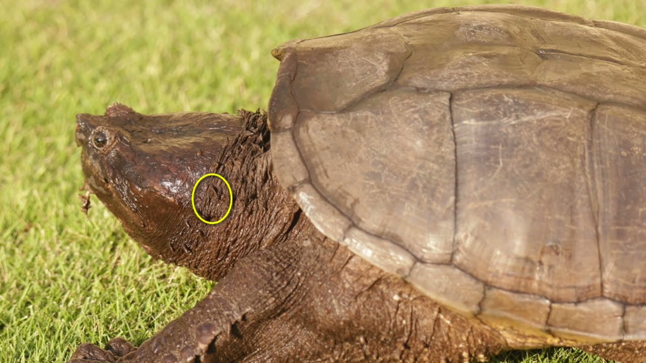 Liberacion del Sambunango Teleño - YouTube