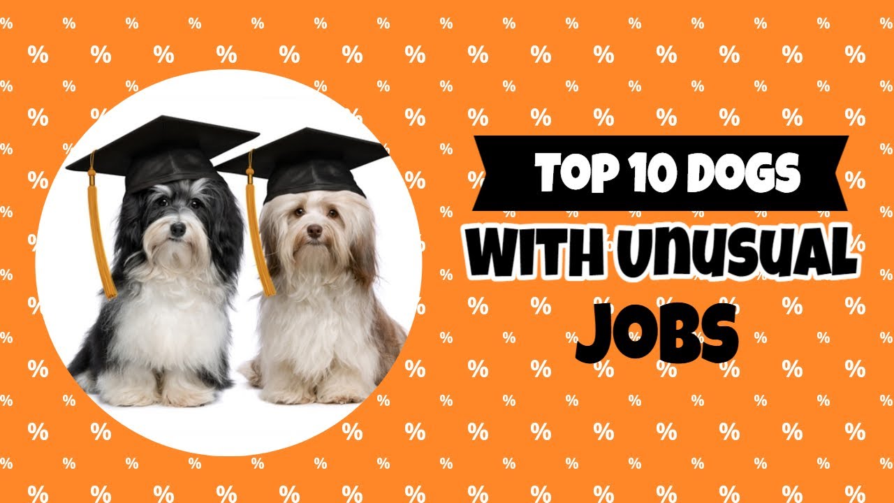 top-10-dogs-with-unusual-jobs-youtube