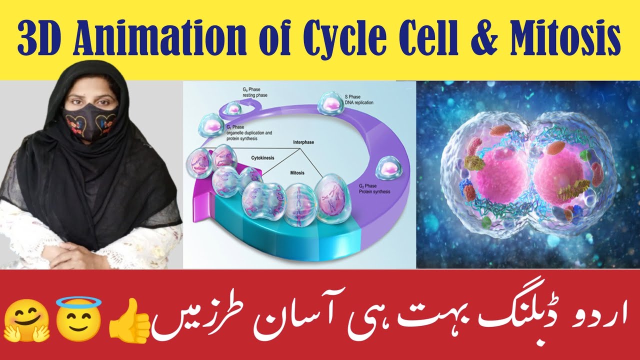 3D Animation of cell cycle and Mitosis with Urdu Translates by Samina ...