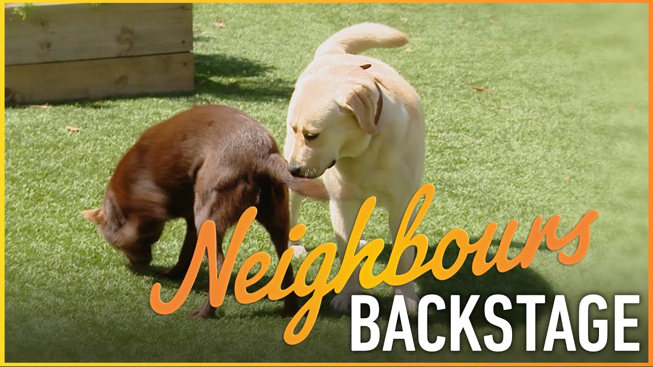 Neighbours Backstage - Introducing Bouncer 2! - YouTube
