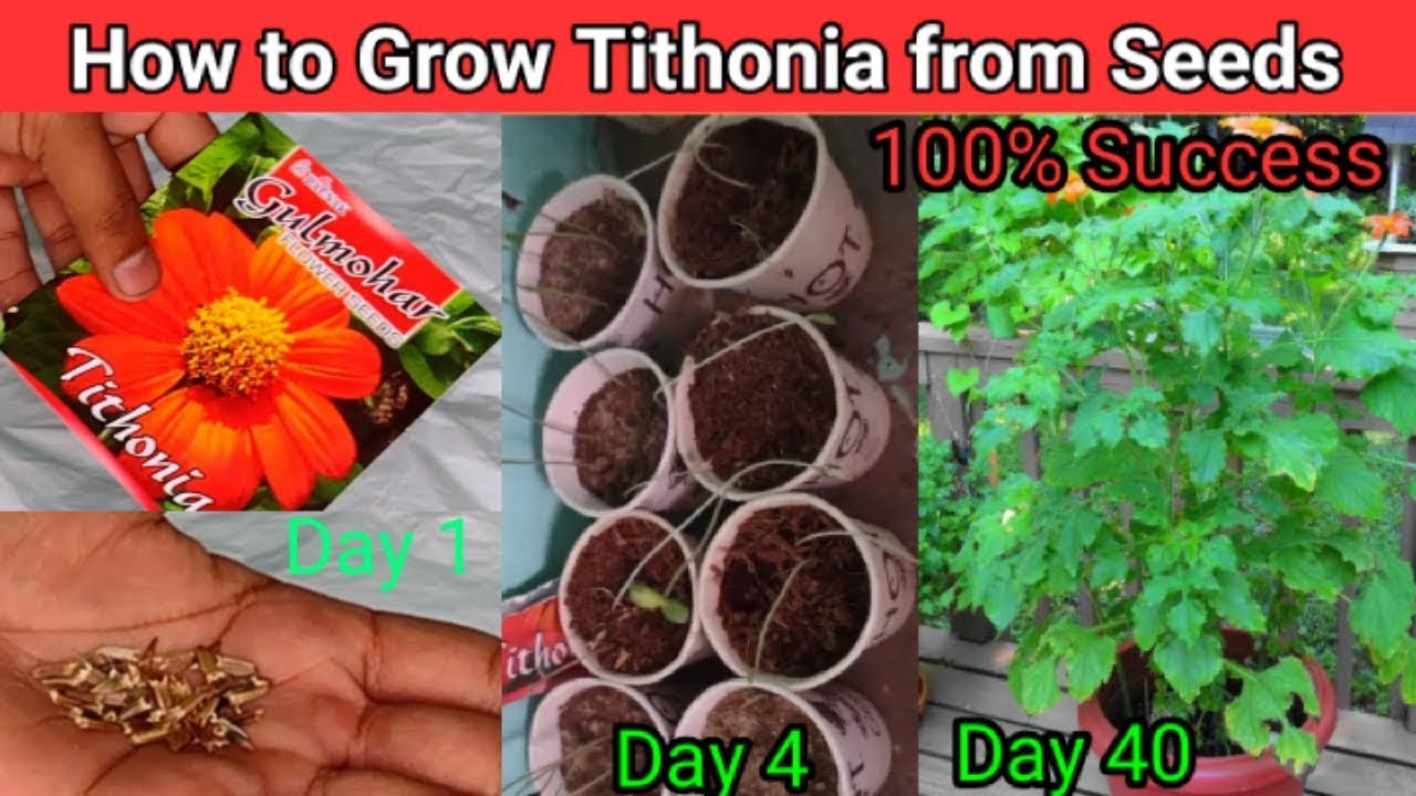 How To Grow Tithonia from Seed / Tithonia or Mexican Sunflower grow ...
