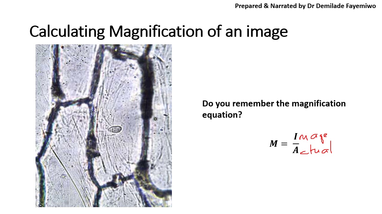 Chapter 1.2: Measuring Cells in Microscopy - YouTube