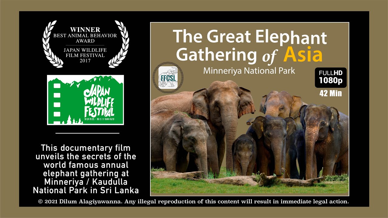 THE GREAT ELEPHANT GATHERING OF ASIA | FFCSL Documentary Films - YouTube