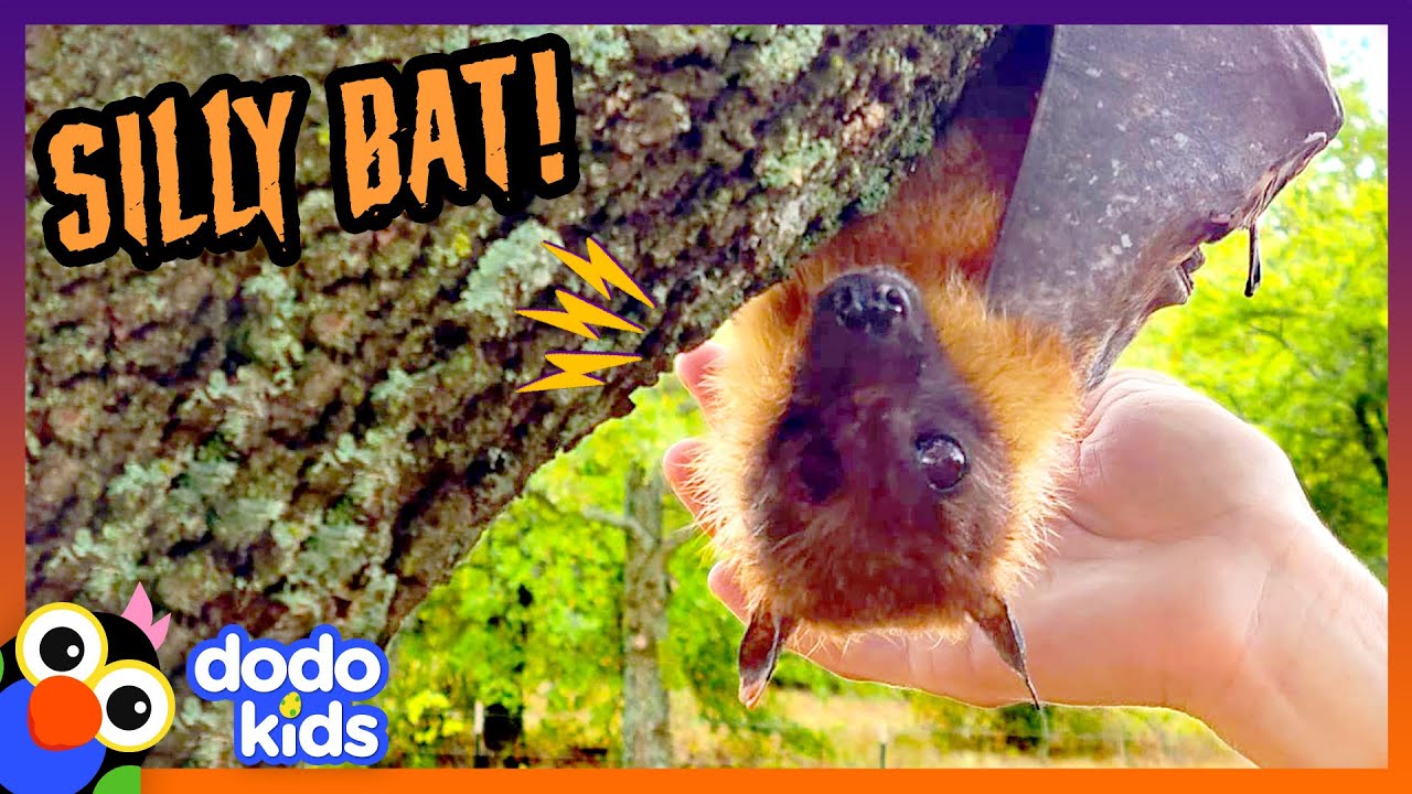 Silly Bat Tries SO Hard To Be Scary! | Dodo Kids | Happy Halloween ...
