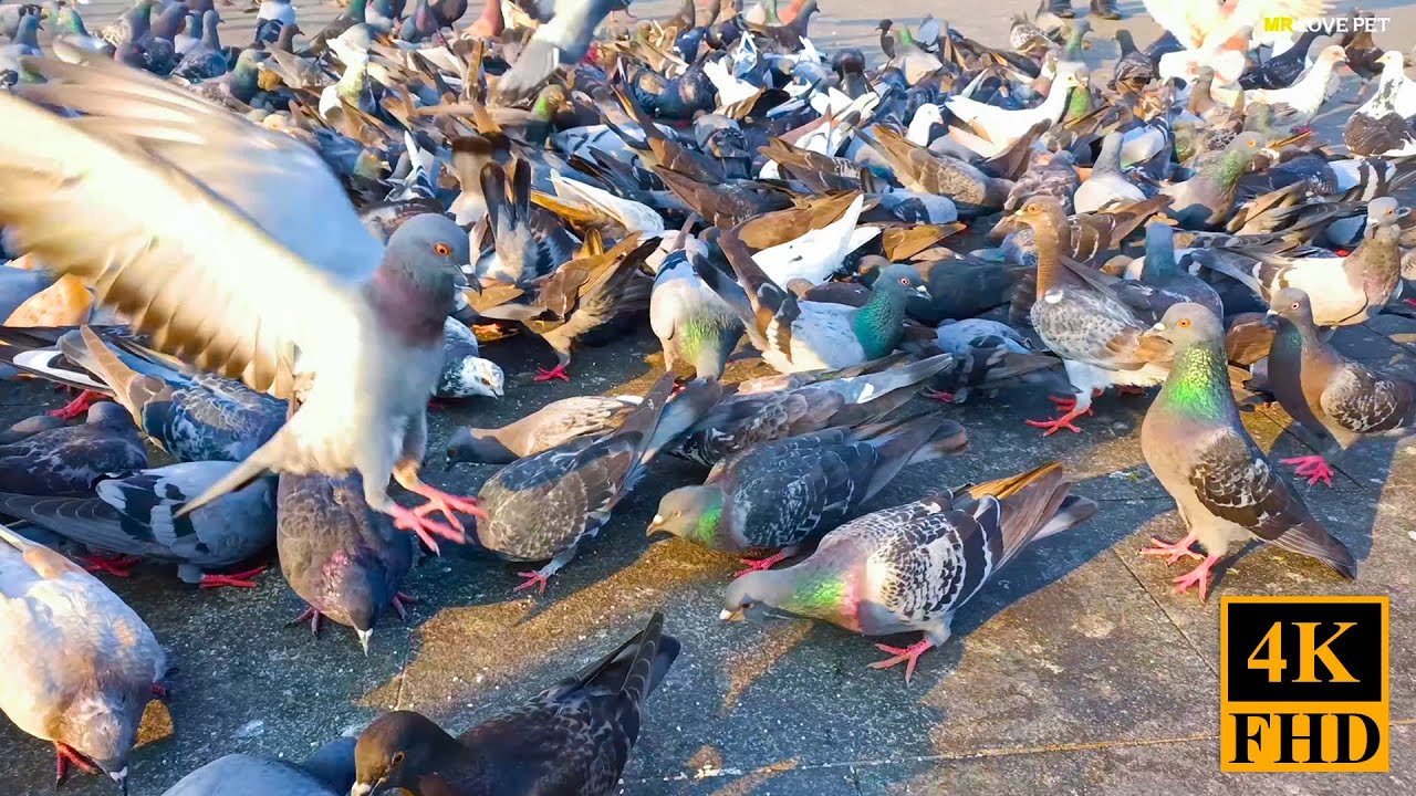 HAPPY MORNING FEEDING HOMELESS GOOD PIGEONS ON STREET - YouTube