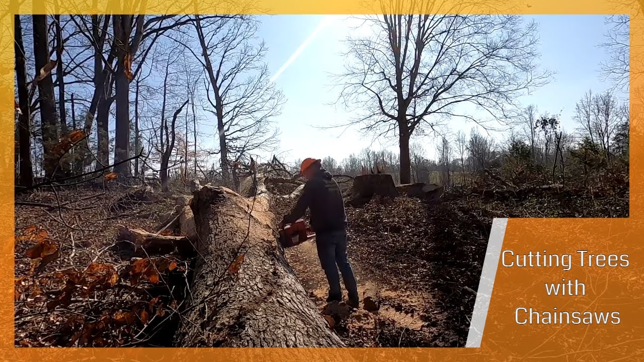 Cutting Trees with Chain Saws - YouTube