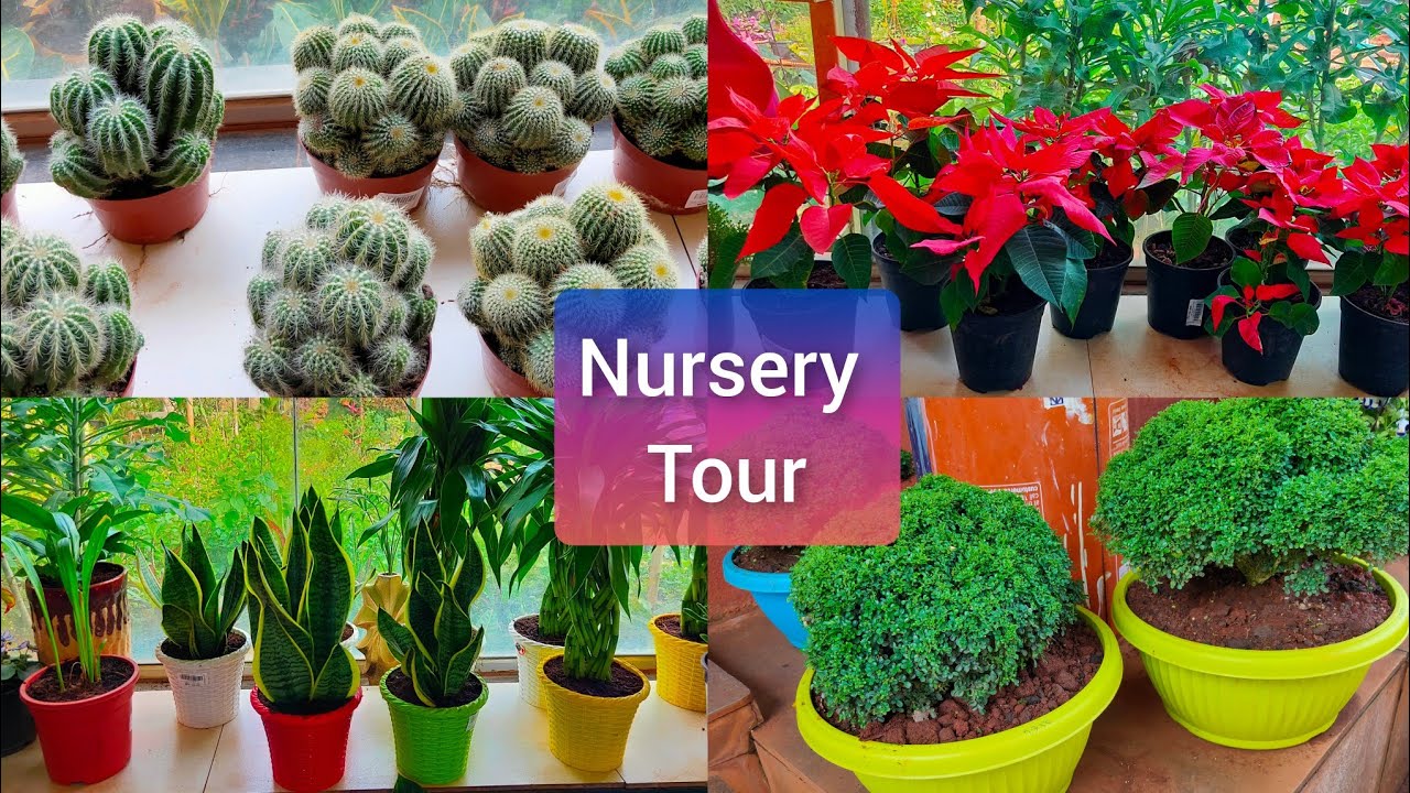 Plant Nursery Tour Pune | Indoor plants shopping | Shrushti Rop Vatika ...