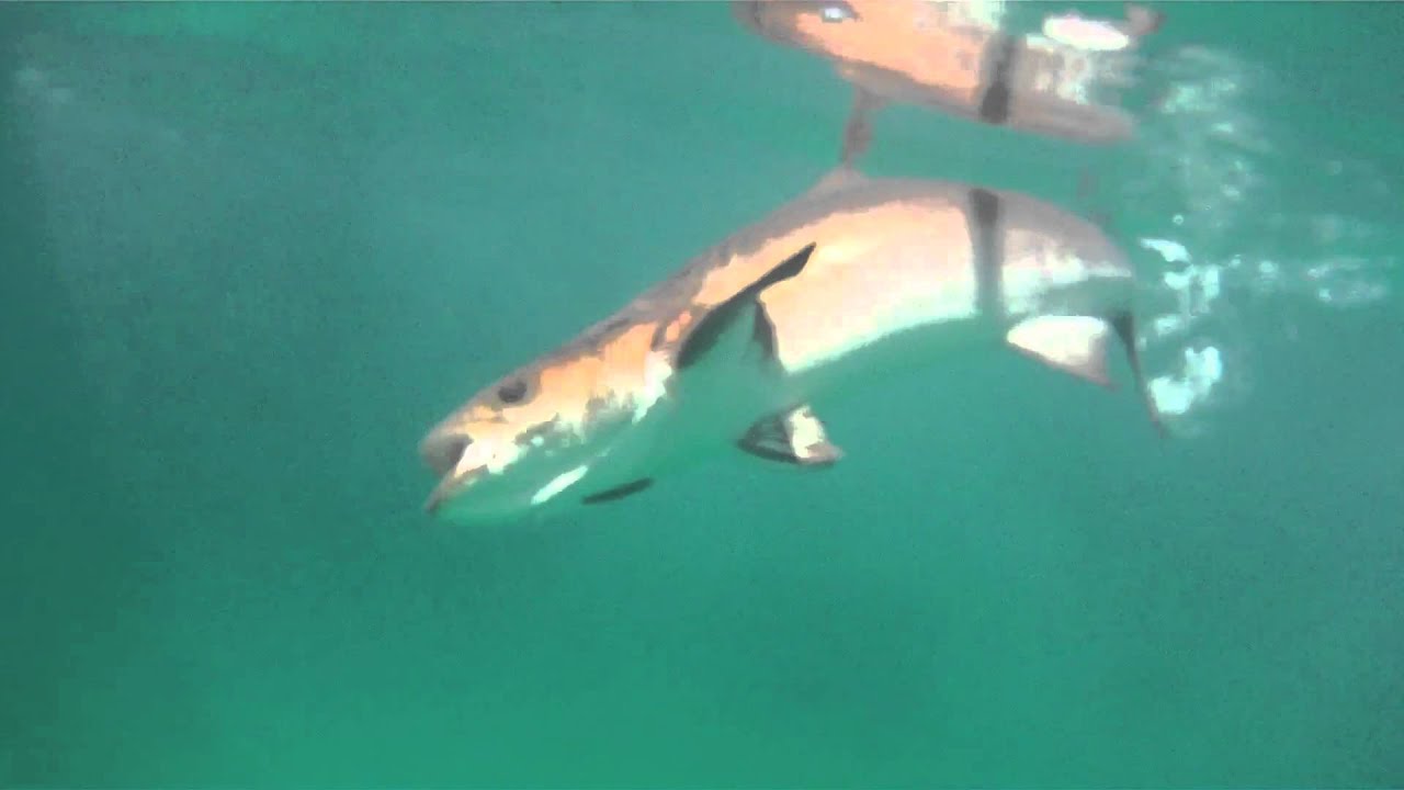 Go Pro Underwater Cobia - YouTube