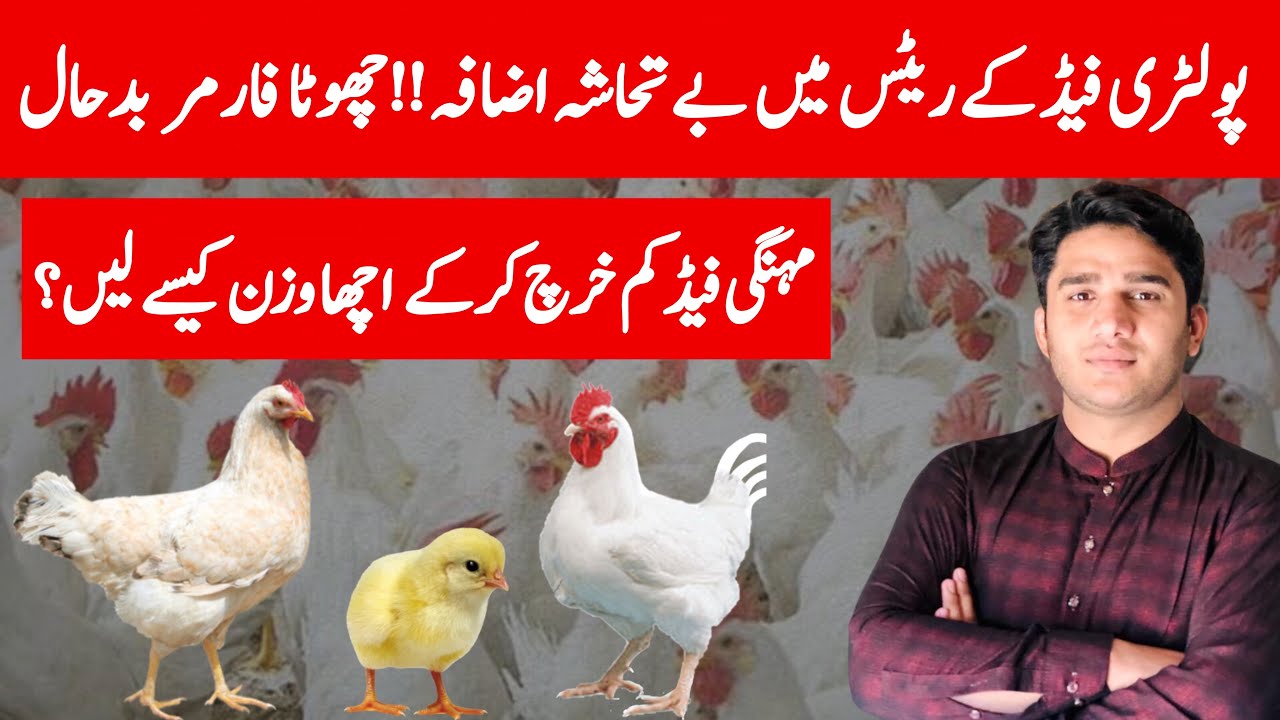 Poultry feed rates increased | How to get good weight with less feed ...