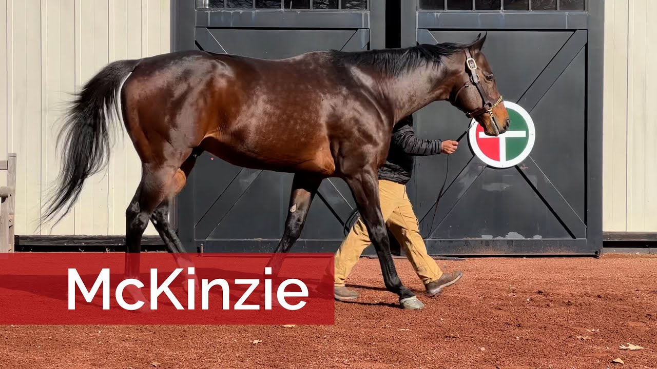 McKinzie Progeny Look the Part in Sales Ring - YouTube