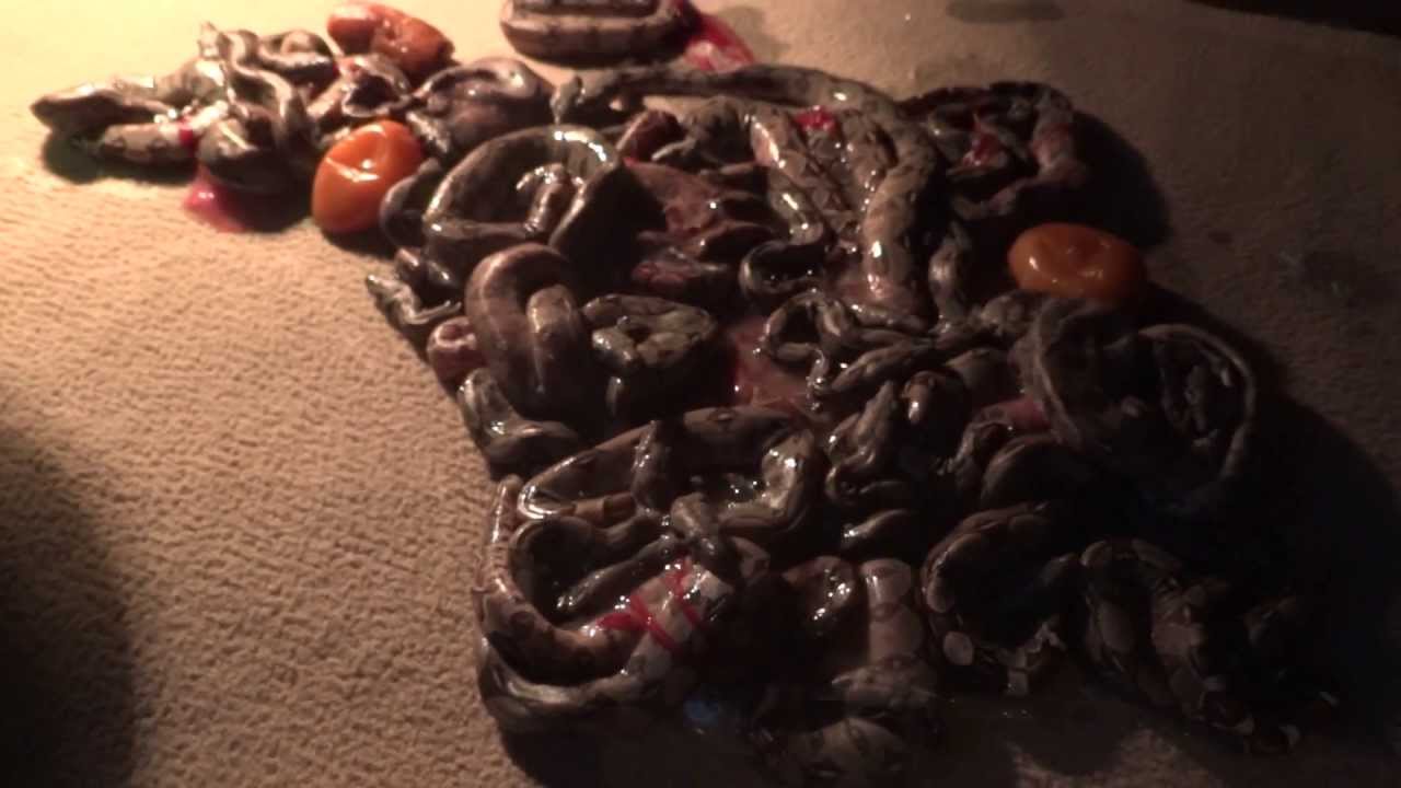 Boa constrictor giving birth Cluj - YouTube
